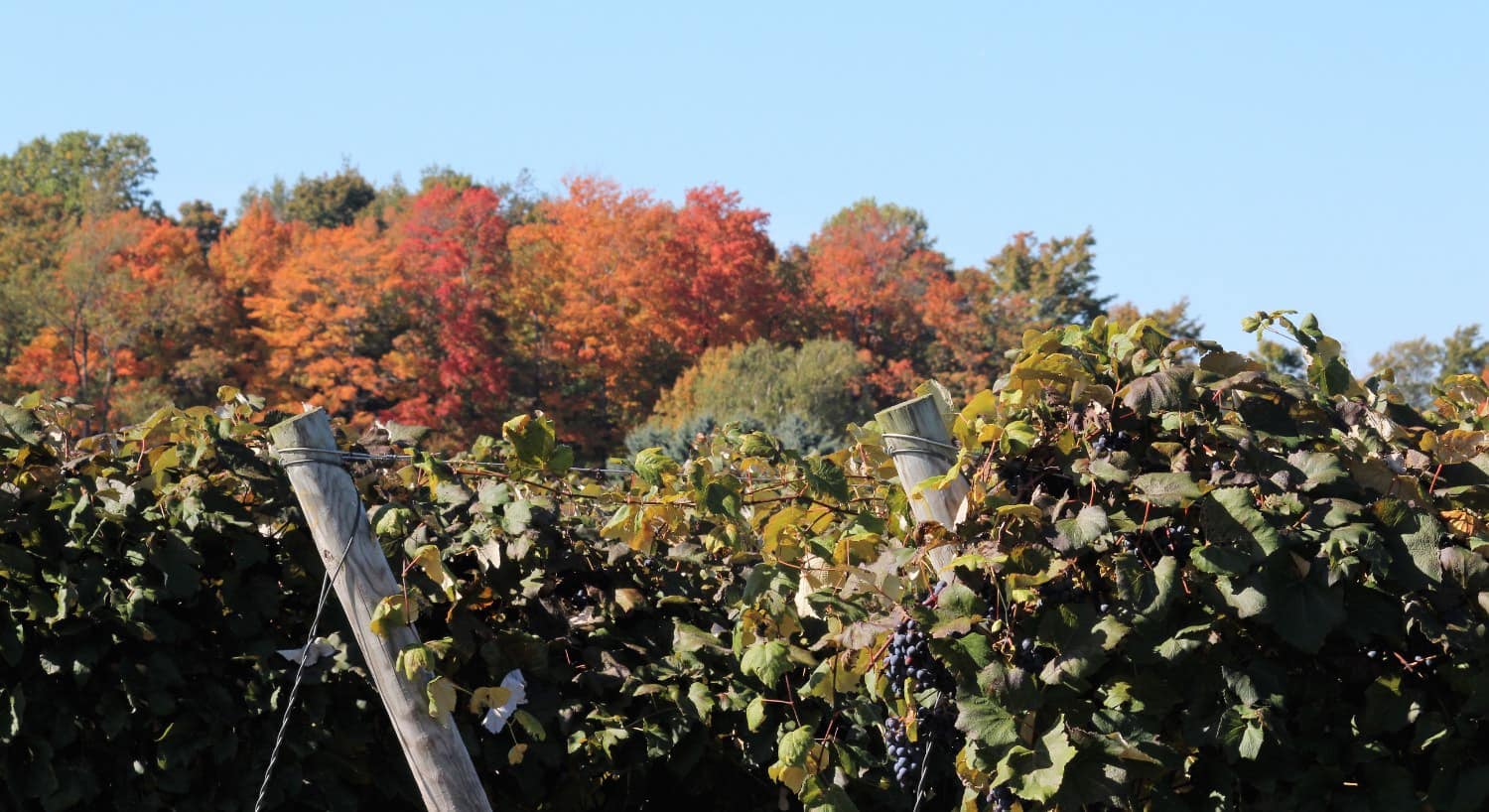 Experience the Magic of Fall in Erie: A Seasonal Guide
